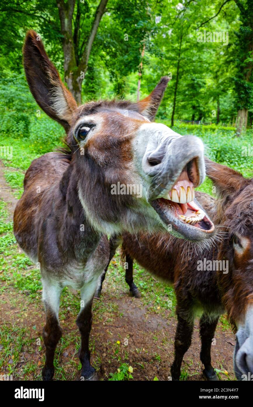 Mostrando i denti immagini e fotografie stock ad alta risoluzione - Alamy