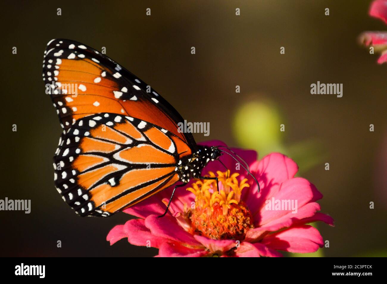 Farfalla arancione maculata nera immagini e fotografie stock ad alta ...