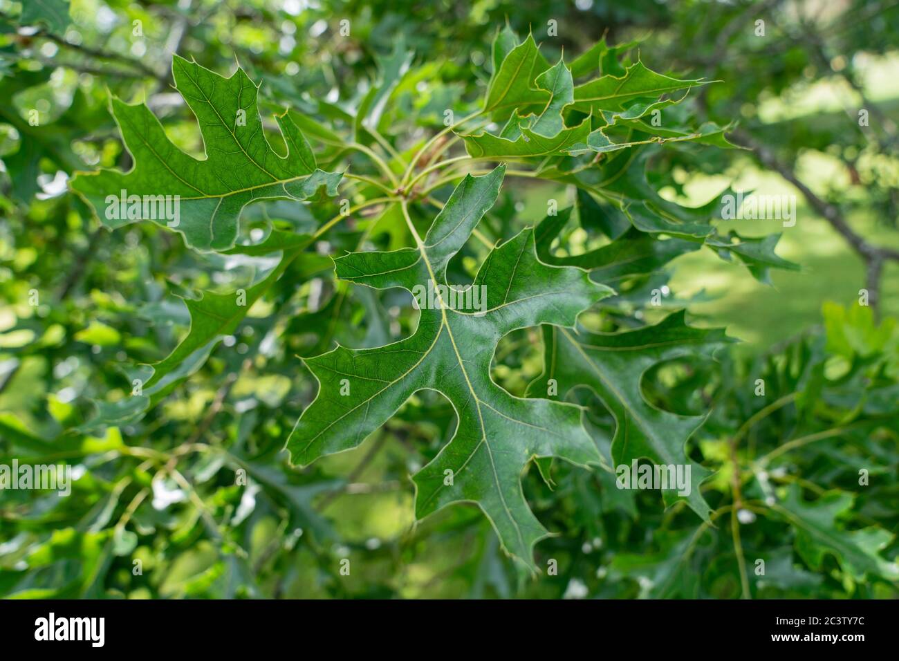 Quercus ellipsoidalis immagini e fotografie stock ad alta risoluzione ...