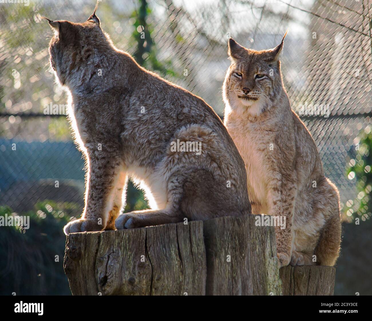 Lince di gatti immagini e fotografie stock ad alta risoluzione - Alamy