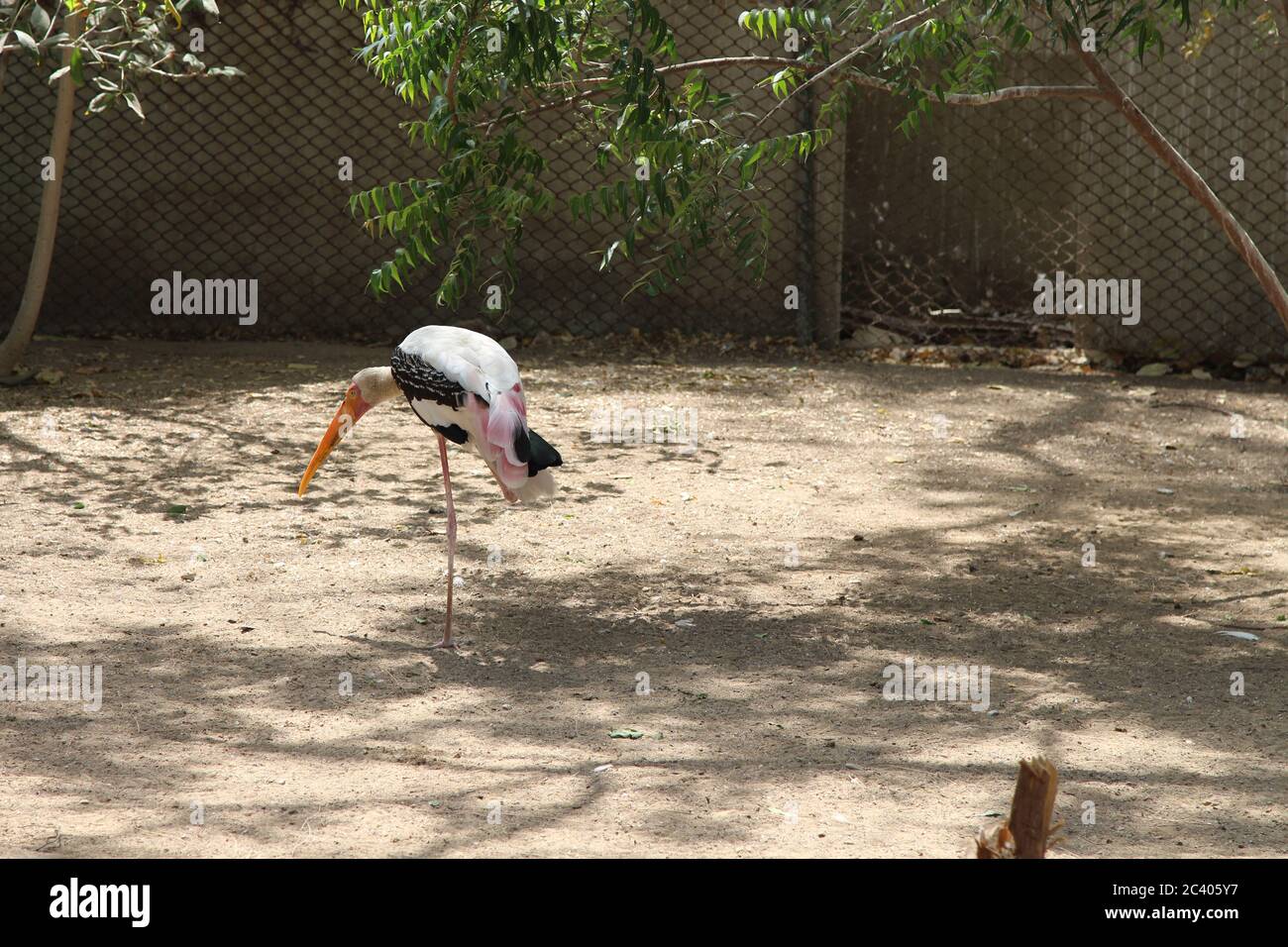 Uccello con una gamba sola immagini e fotografie stock ad alta ...