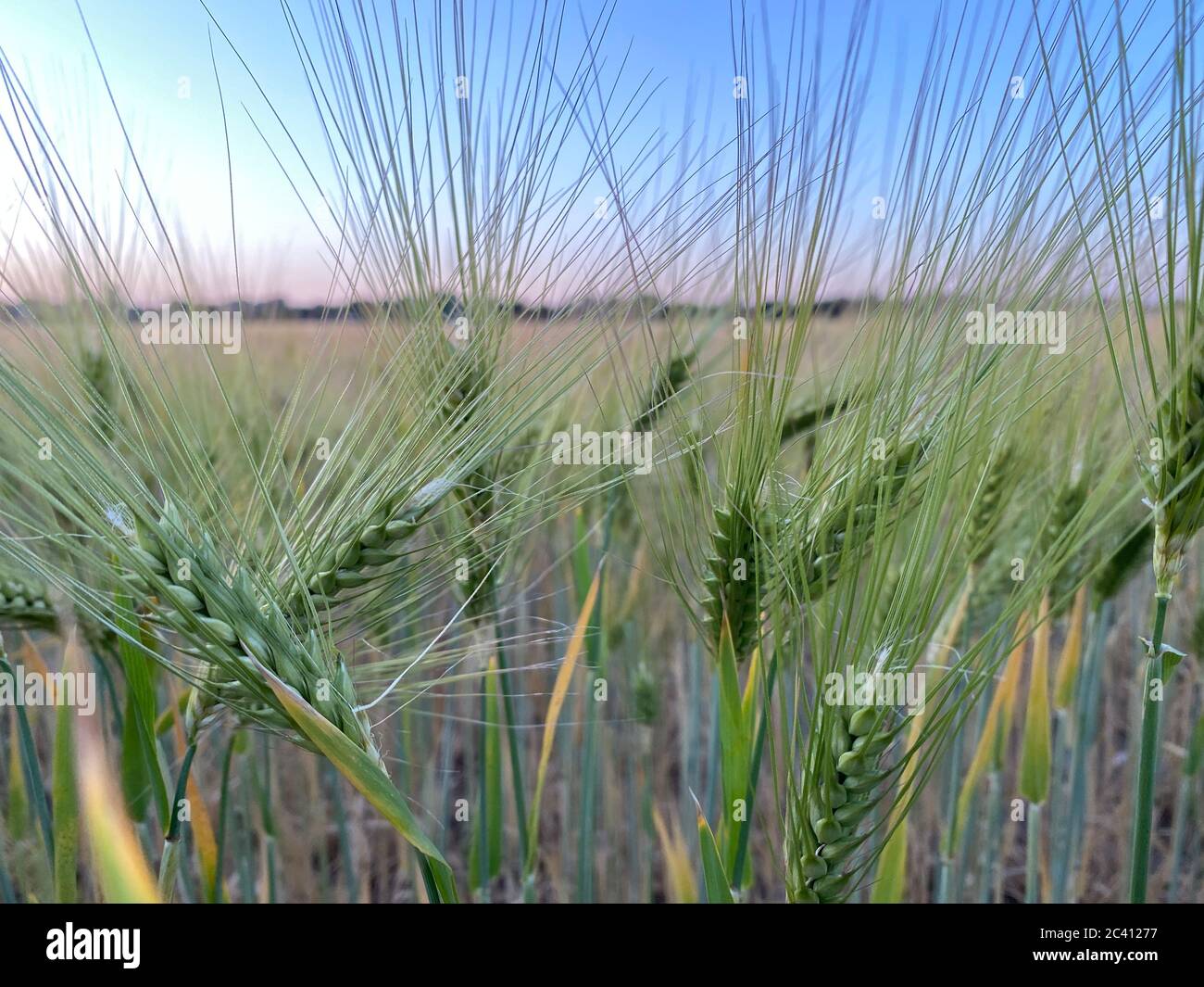 Sunbeam bread immagini e fotografie stock ad alta risoluzione - Alamy