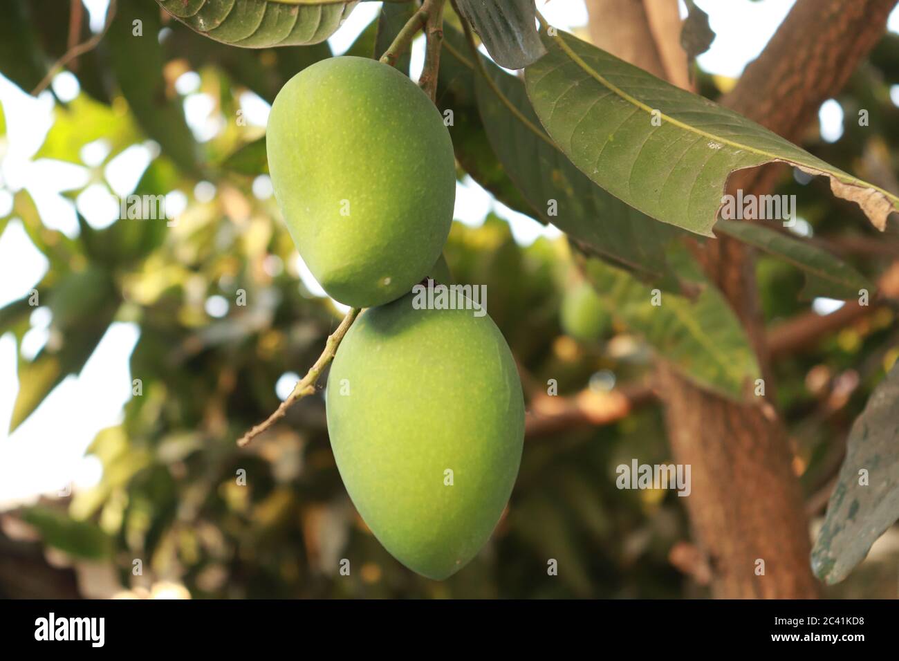 Albero png immagini e fotografie stock ad alta risoluzione - Alamy