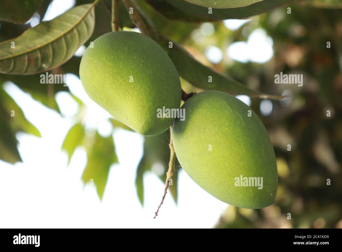 Mango nell'albero png immagini e fotografie stock ad alta risoluzione ...