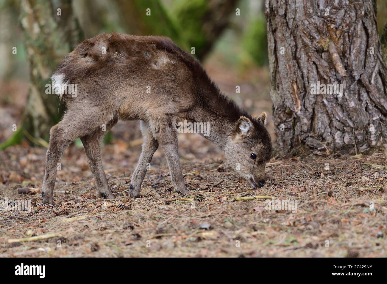 Baby cervo giapponese immagini e fotografie stock ad alta risoluzione ...