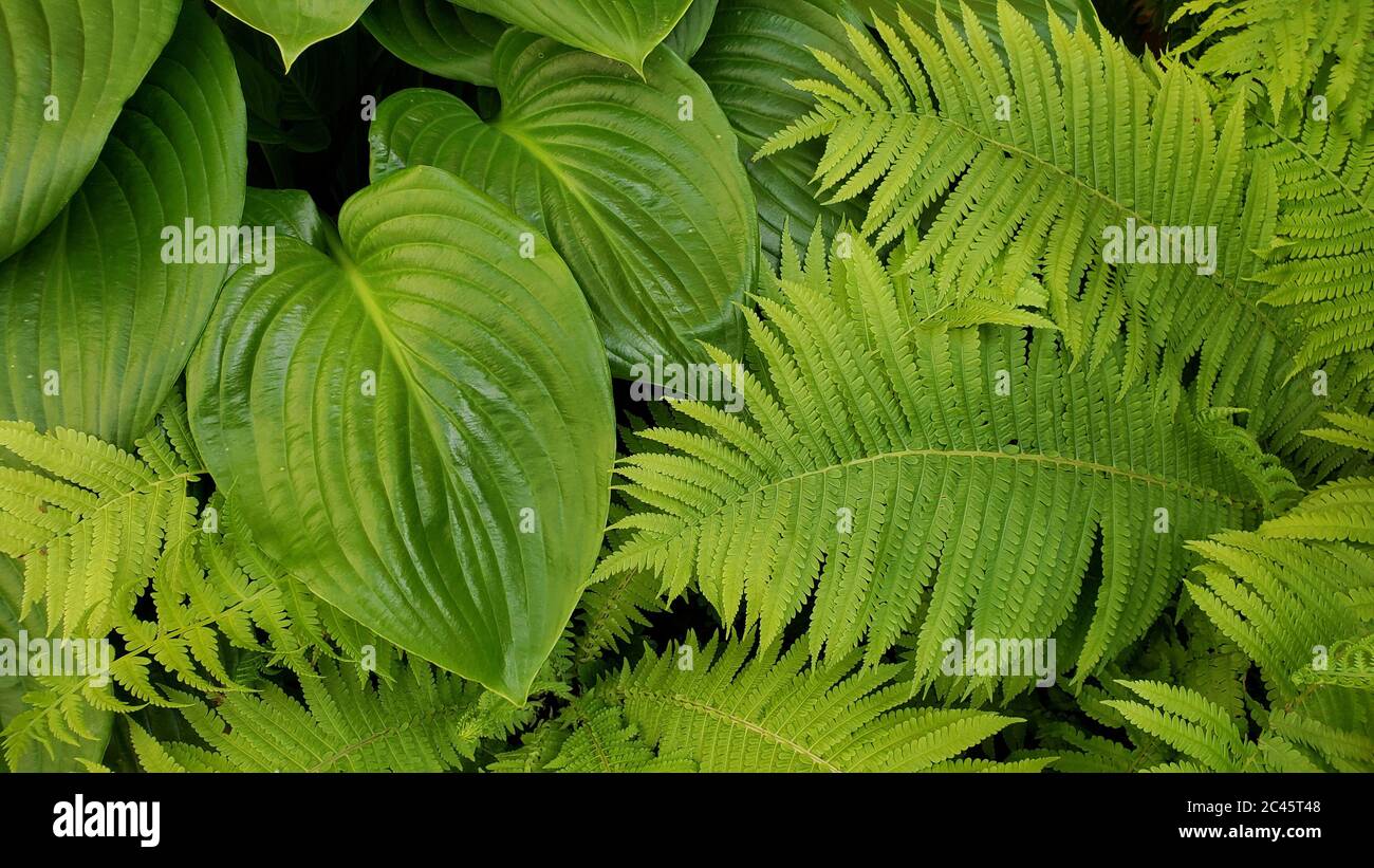 Foglie tropicali texture sfondo di felce e piante della giungla. Fresco ...