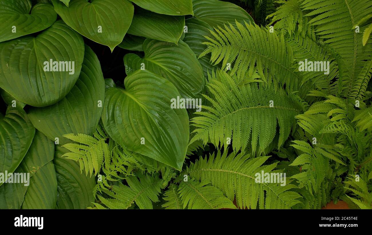 Felce piante vascolari immagini e fotografie stock ad alta risoluzione ...