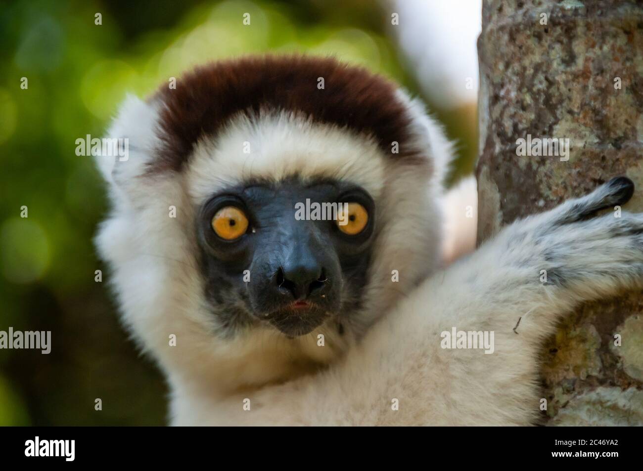 Extinct fauna immagini e fotografie stock ad alta risoluzione - Alamy