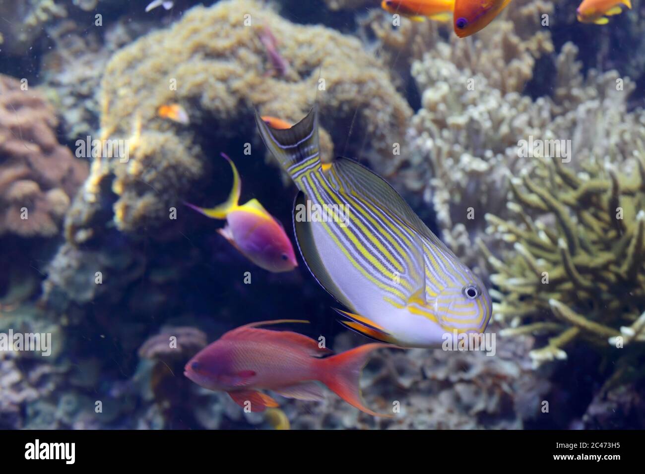 Acquario di pesci di mare immagini e fotografie stock ad alta ...
