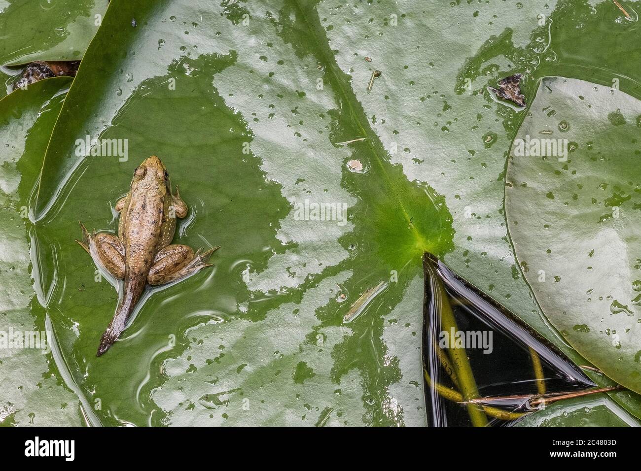 Gambe e coda immagini e fotografie stock ad alta risoluzione - Alamy