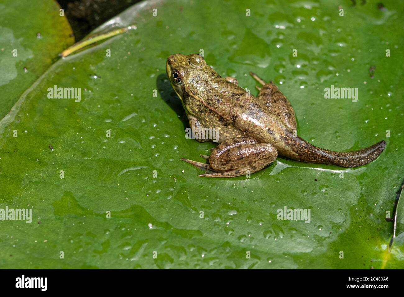 Gambe e coda immagini e fotografie stock ad alta risoluzione - Alamy