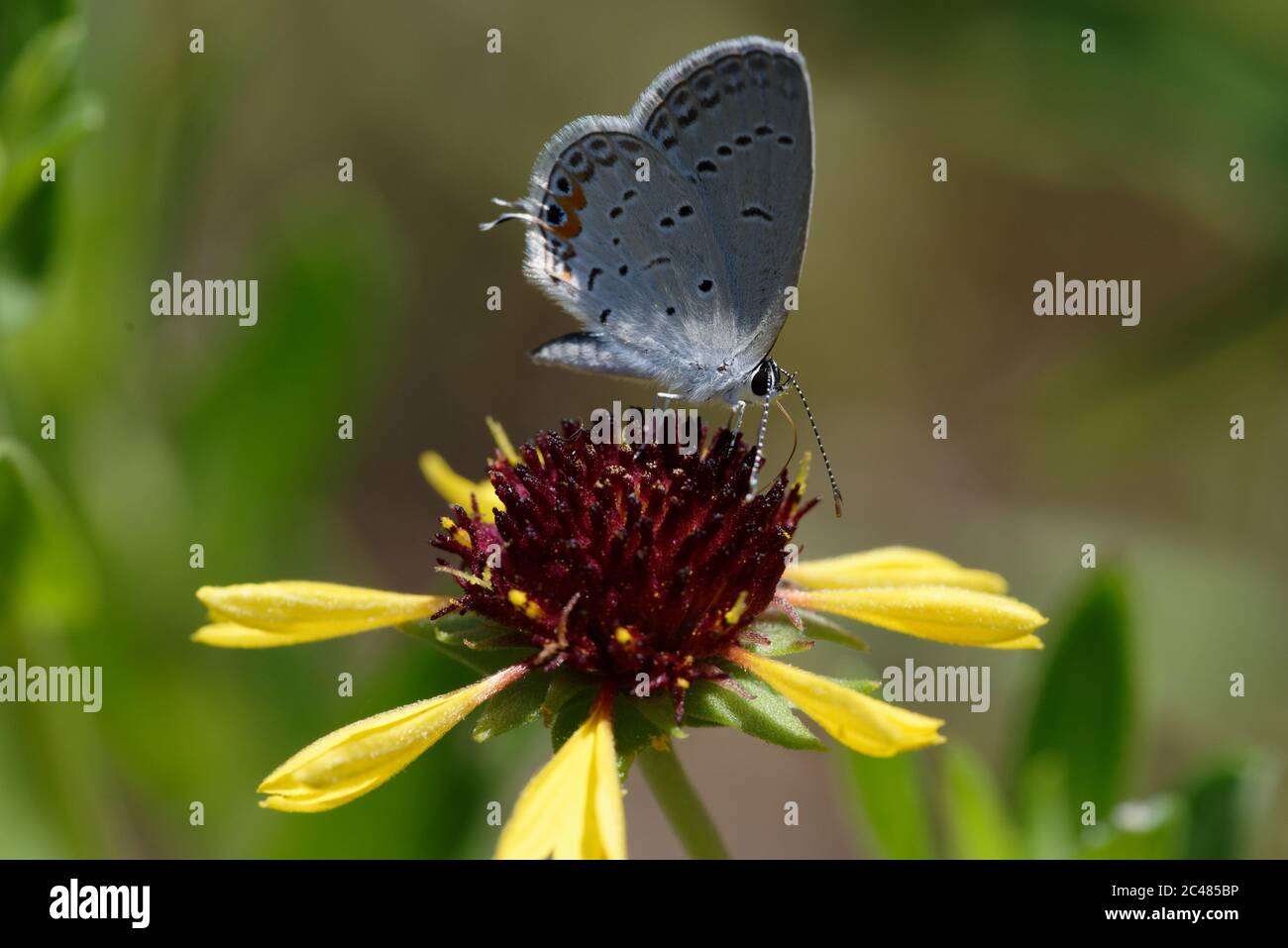 Eastern tailed blue butterfly immagini e fotografie stock ad alta ...