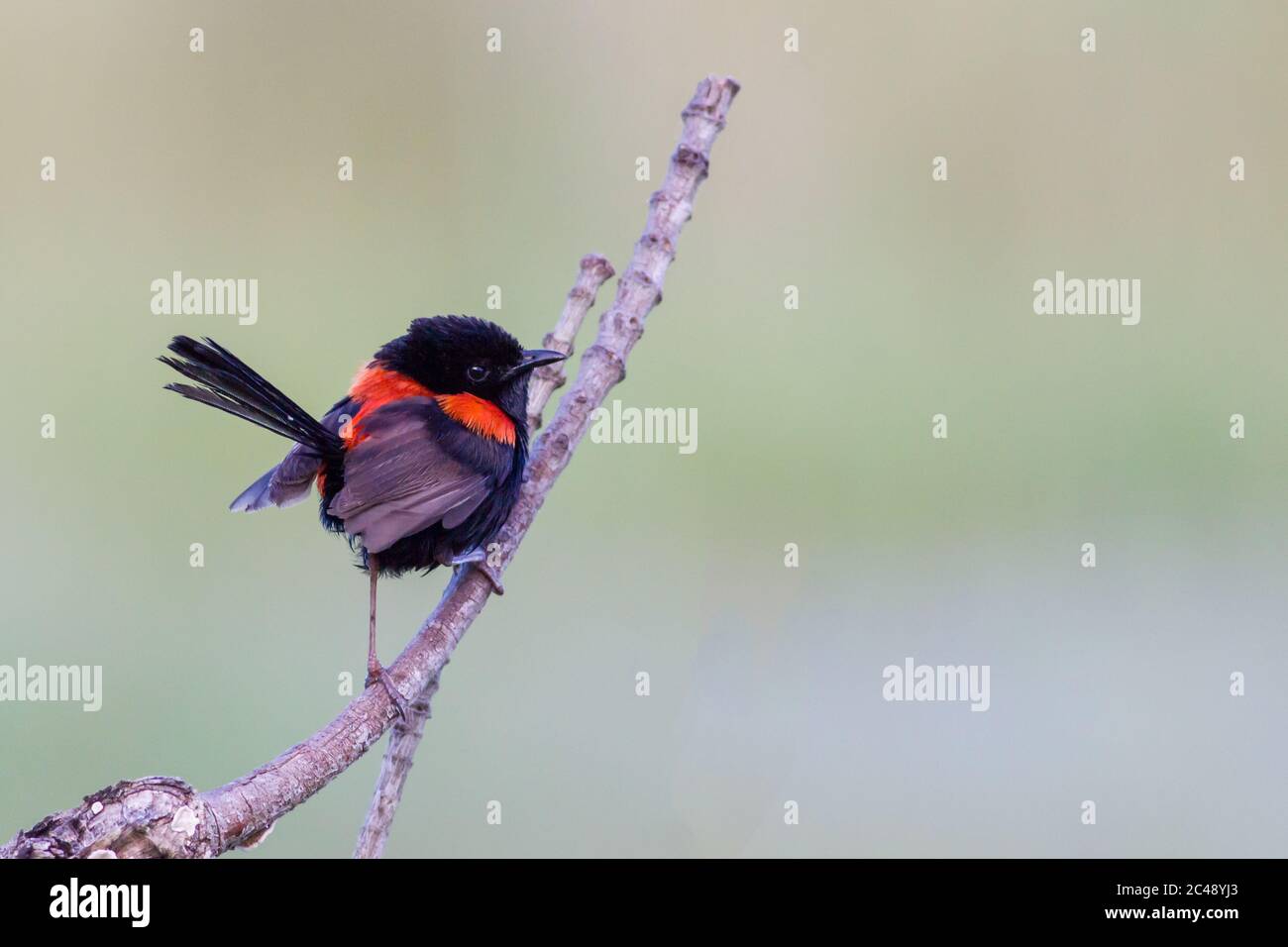 Malurus melanocephalus immagini e fotografie stock ad alta risoluzione ...