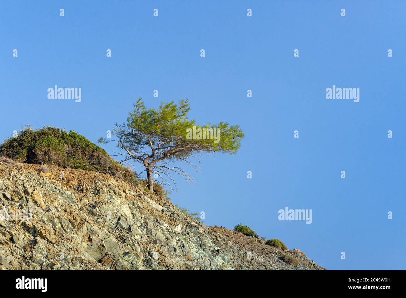 Un unico pino italiano (pino parasolo, pino ombrello, o conosciuto ...