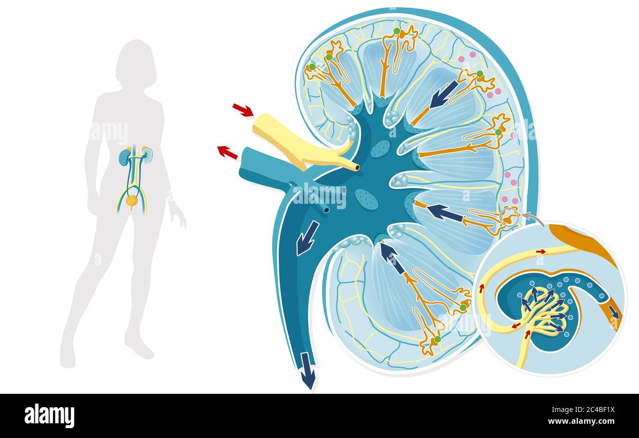 Anatomia e fisiologia del sistema renale, del rene, del glomerulo e ...