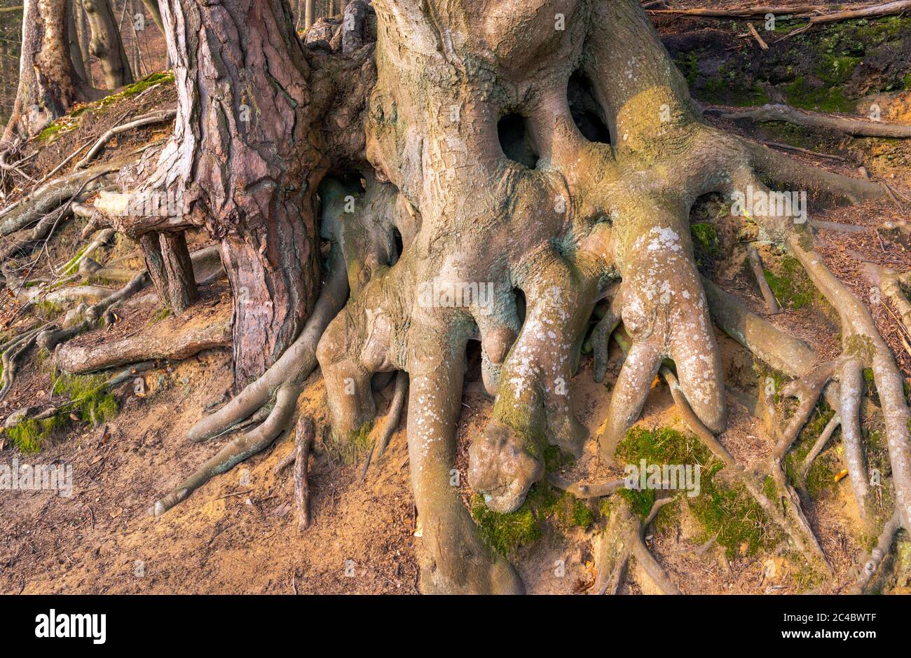 Radici di faggio immagini e fotografie stock ad alta risoluzione - Alamy