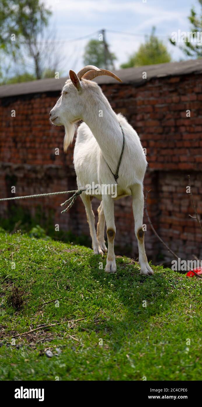Capra in sfondo bianco immagini e fotografie stock ad alta risoluzione ...