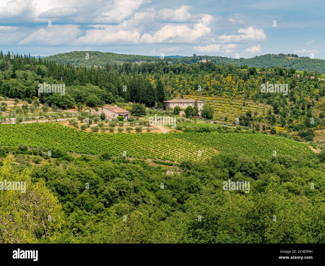 Vigneti della toscana immagini e fotografie stock ad alta risoluzione ...
