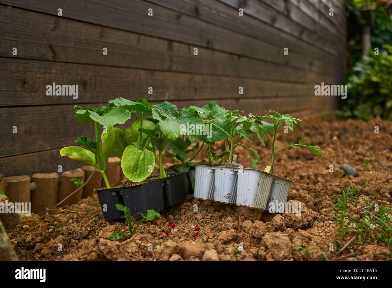 Pianta con radici immagini e fotografie stock ad alta risoluzione - Alamy