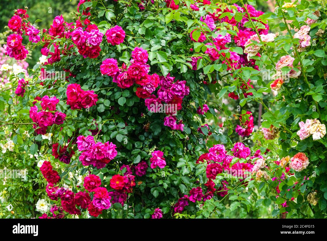 Cespuglio di rose rosse immagini e fotografie stock ad alta risoluzione ...
