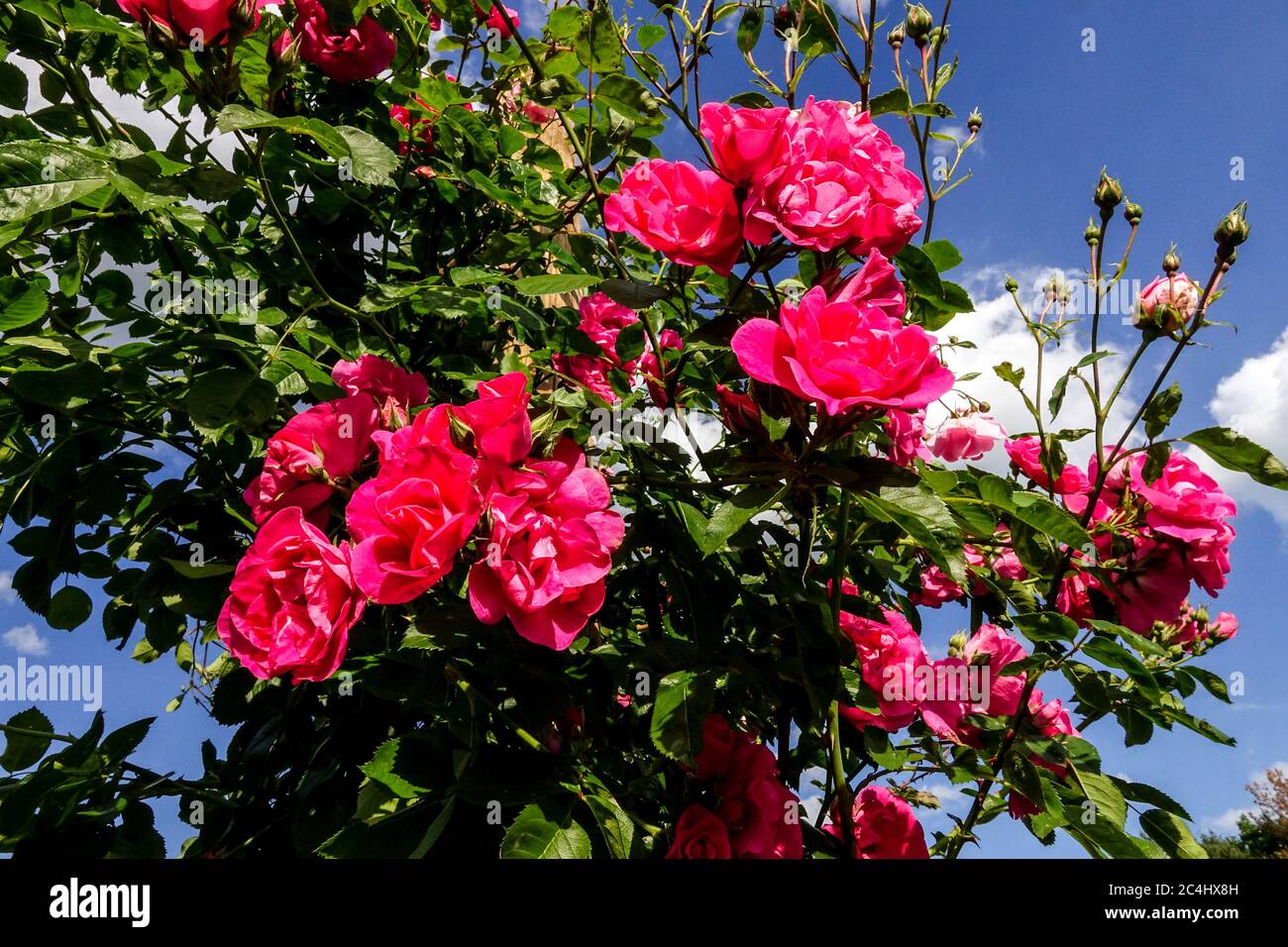Scalatore rosso rosa immagini e fotografie stock ad alta risoluzione ...