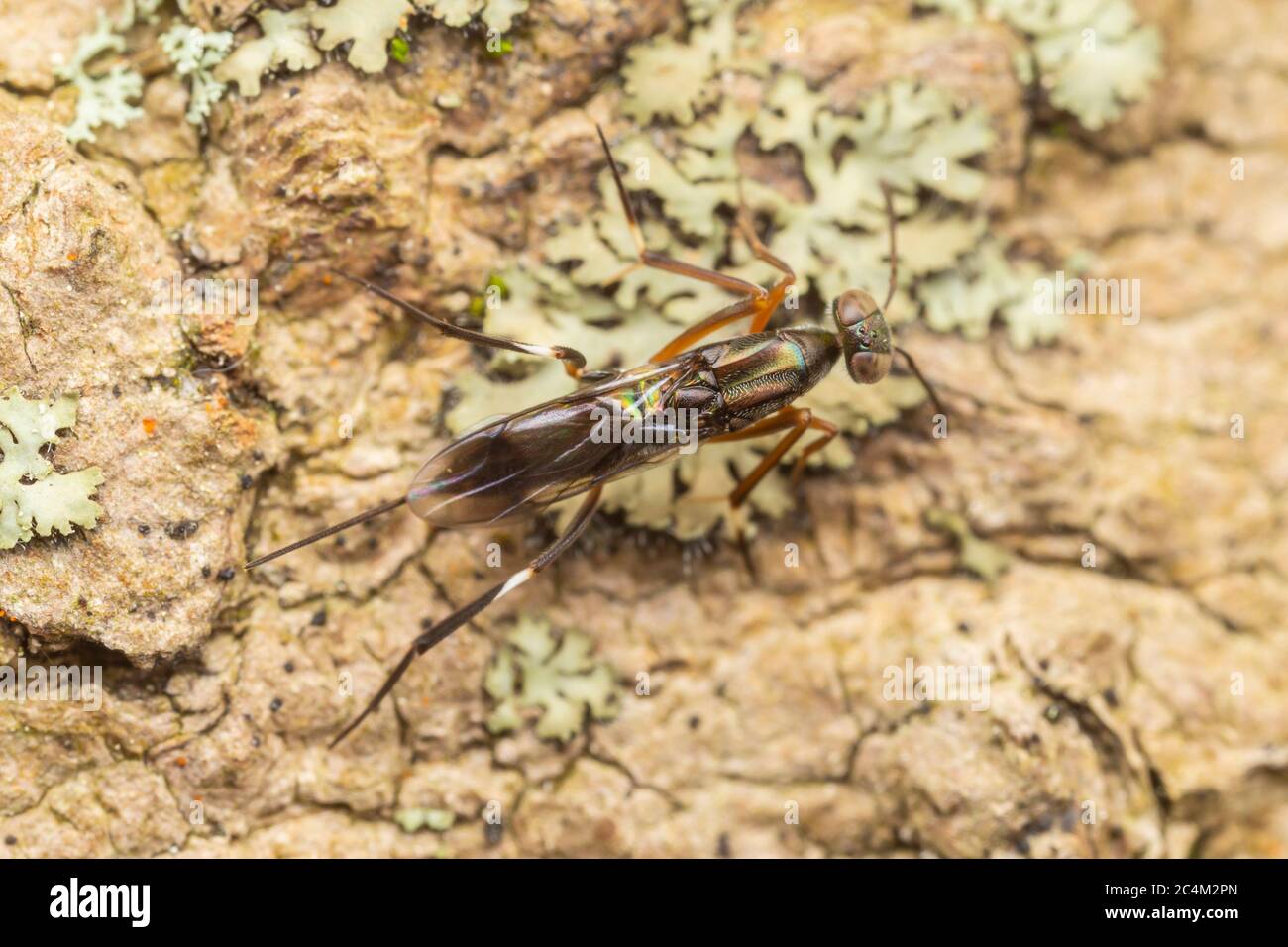 Vespa parassitoide immagini e fotografie stock ad alta risoluzione - Alamy