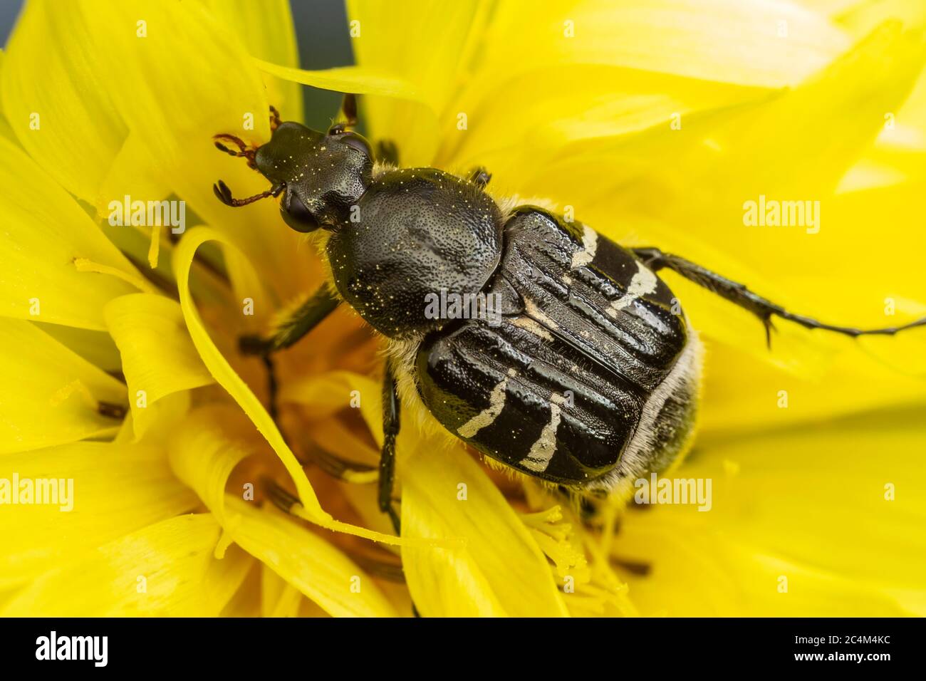 Trichiotinus texanus immagini e fotografie stock ad alta risoluzione ...