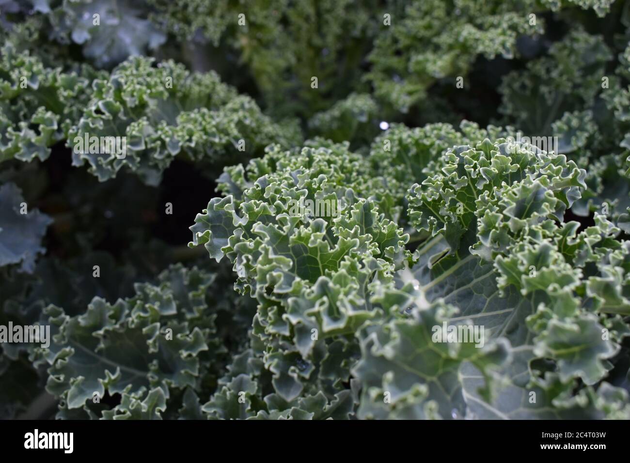 Coltivazione del cavolo riccio immagini e fotografie stock ad alta ...