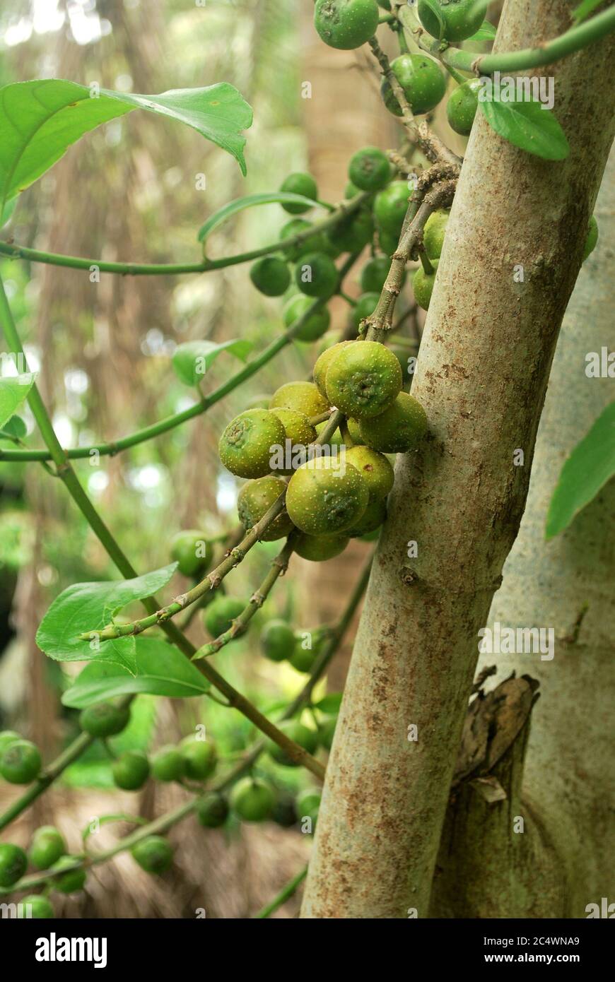 Ficus hispida immagini e fotografie stock ad alta risoluzione - Alamy