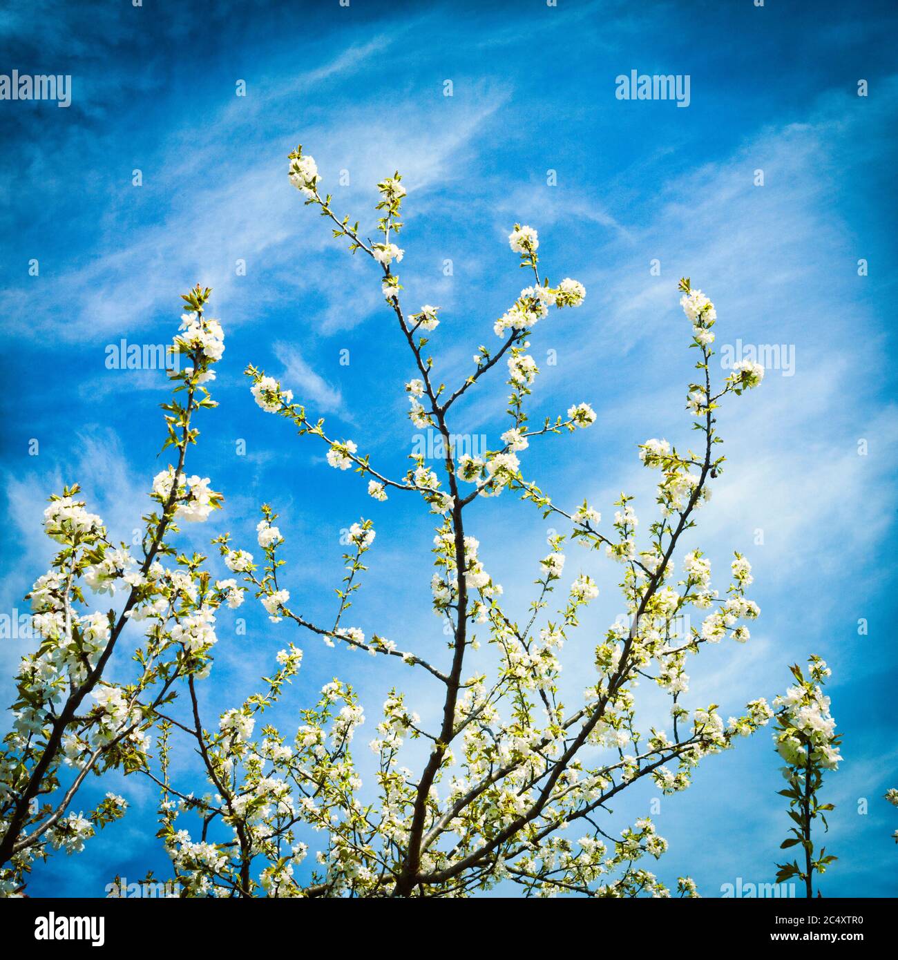 Ramo di melo in fiore immagini e fotografie stock ad alta risoluzione ...