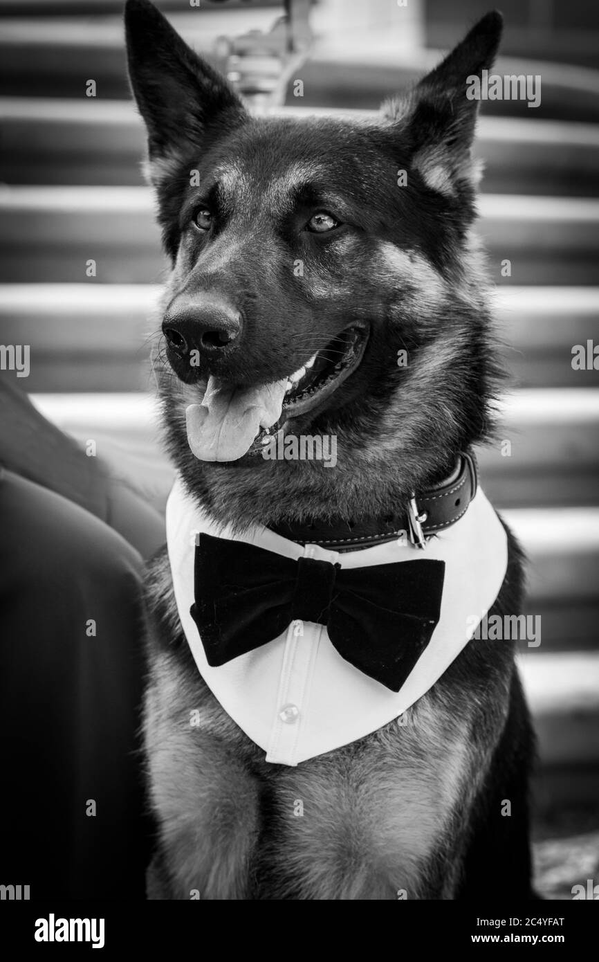 Cane da pastore e pecore immagini e fotografie stock ad alta ...