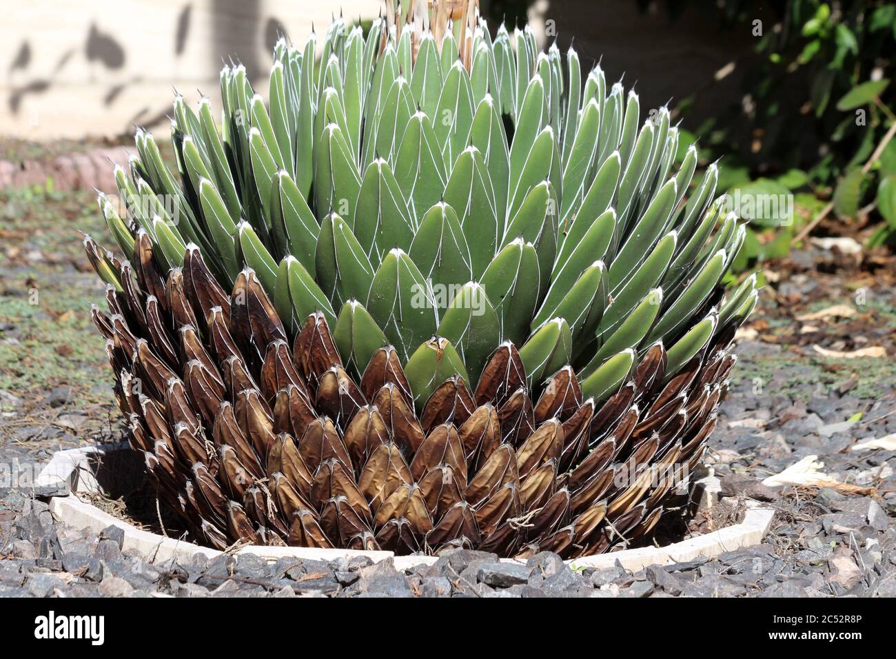 Royal agave agave victoria reginae immagini e fotografie stock ad alta ...