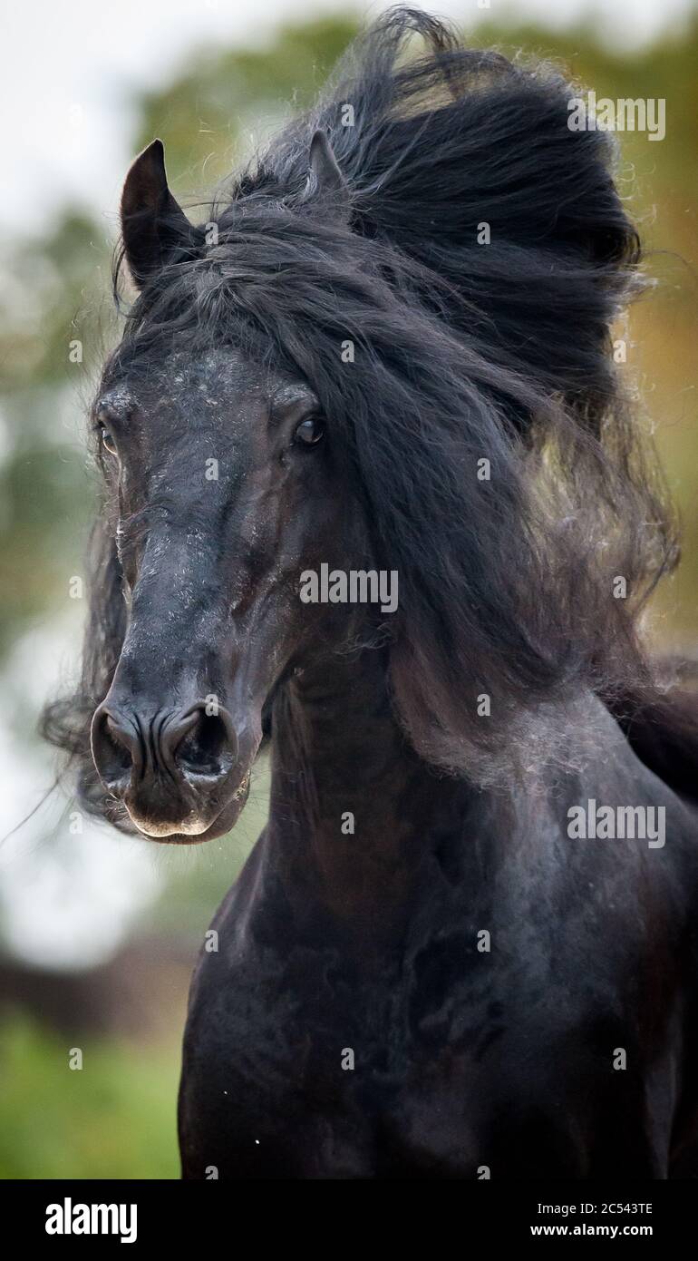 Ritratto andaluso di stallone nero immagini e fotografie stock ad alta ...