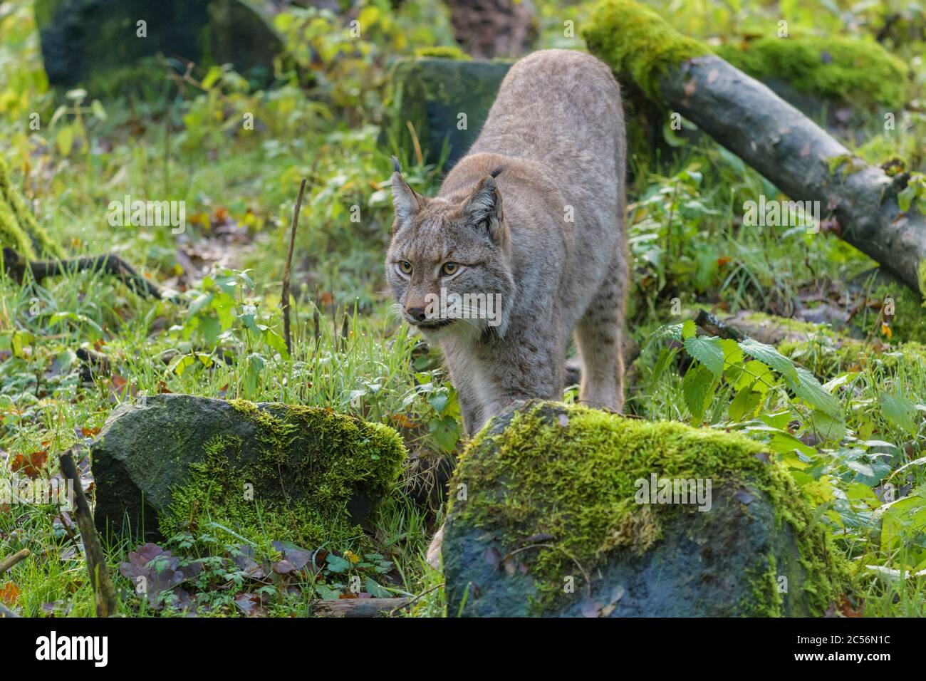 Europe fauna immagini e fotografie stock ad alta risoluzione - Alamy