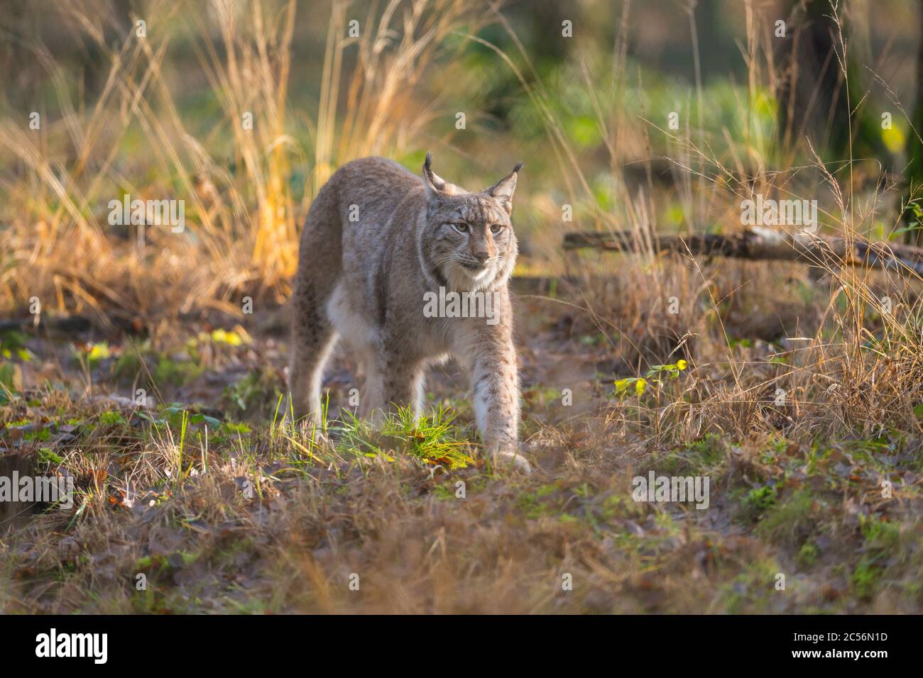Europe fauna immagini e fotografie stock ad alta risoluzione - Alamy