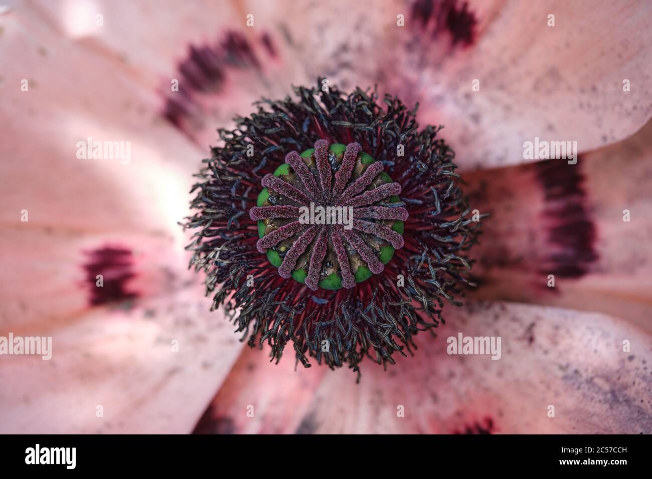 Anatomia del seme immagini e fotografie stock ad alta risoluzione - Alamy