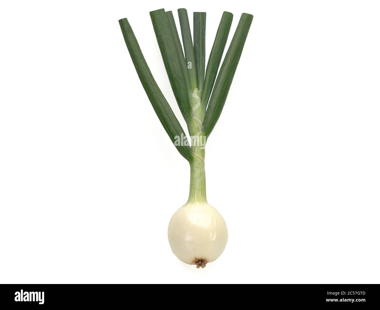 Radice napiforme immagini e fotografie stock ad alta risoluzione - Alamy