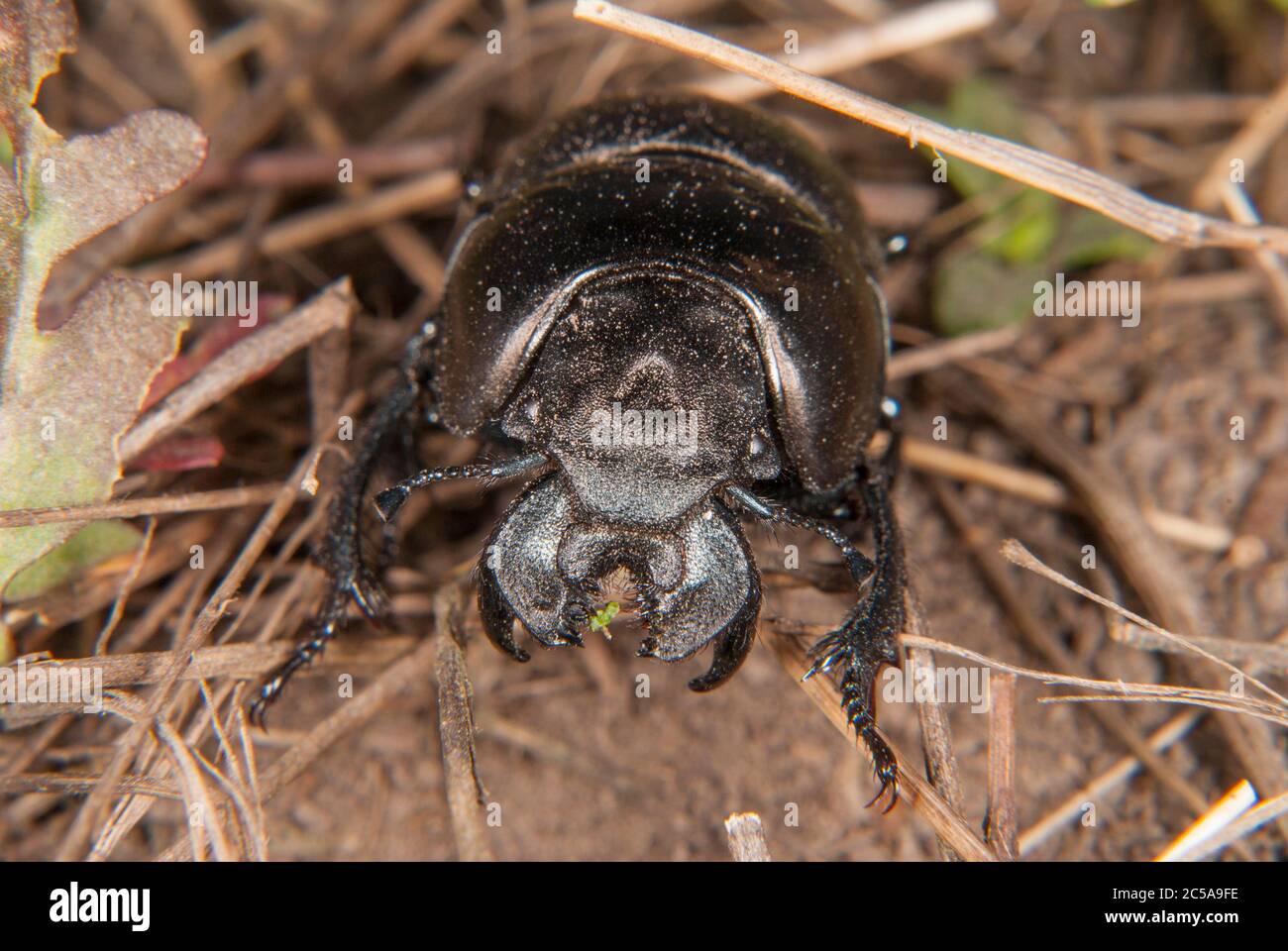 Scarabeo sacro immagini e fotografie stock ad alta risoluzione - Alamy