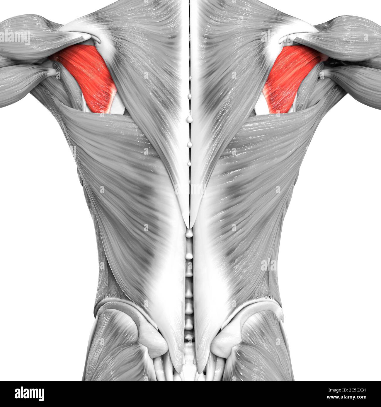 Apparato muscolare umano muscoli del torso Infraspinatus Anatomia ...