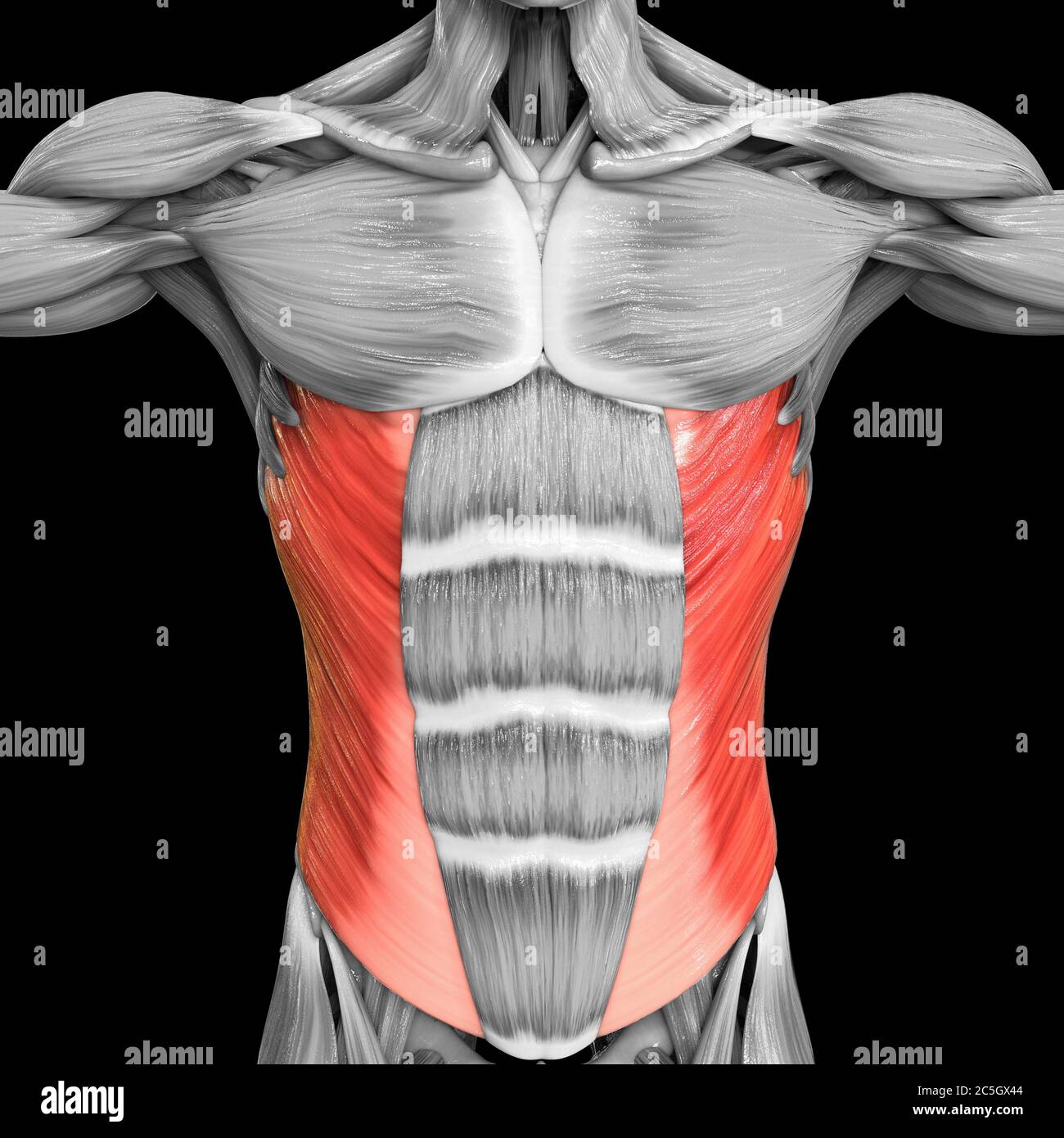 Apparato muscolare umano muscoli torso addominale esterno Obliquo ...