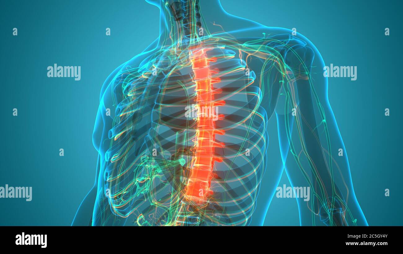Colonna vertebrale del midollo spinale vertebre toraciche dell'anatomia ...
