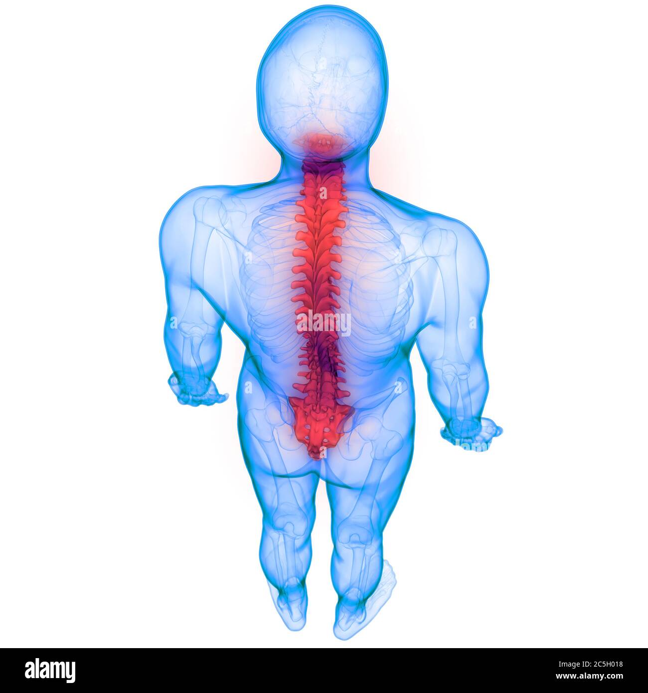 Anatomia del midollo spinale Immagini senza sfondo e Foto Stock ...