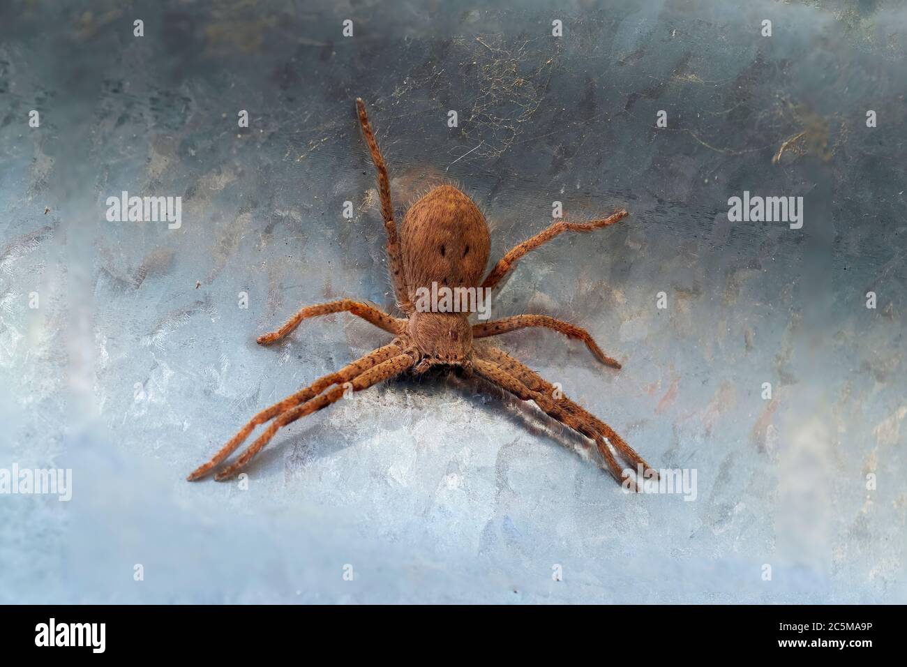 Giant huntsman spider immagini e fotografie stock ad alta risoluzione ...