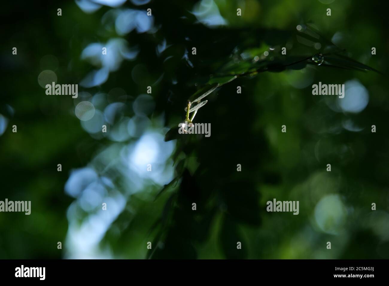 Immagini sole sfondo trasparente meteo immagini e fotografie stock ad alta risoluzione - Alamy