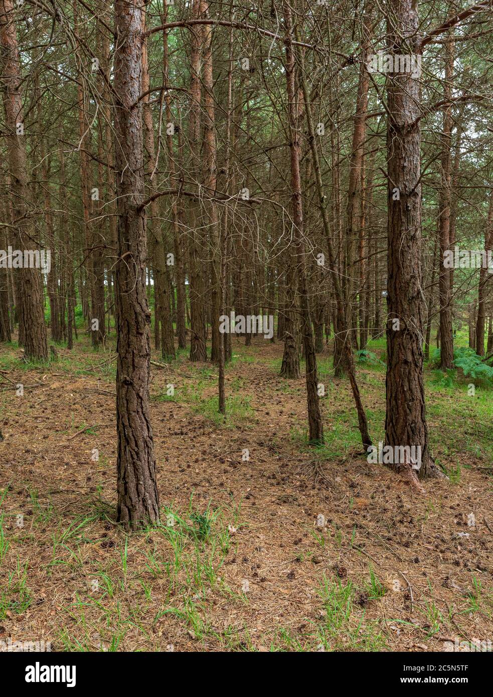 Albero di pino denso immagini e fotografie stock ad alta risoluzione ...