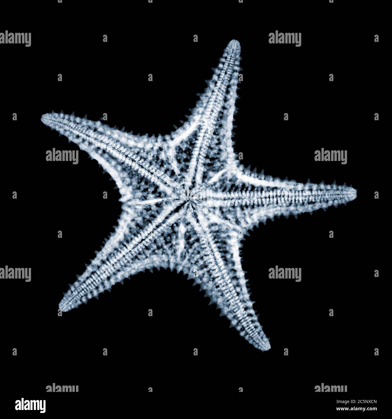 Oreaster reticulatus immagini e fotografie stock ad alta risoluzione ...