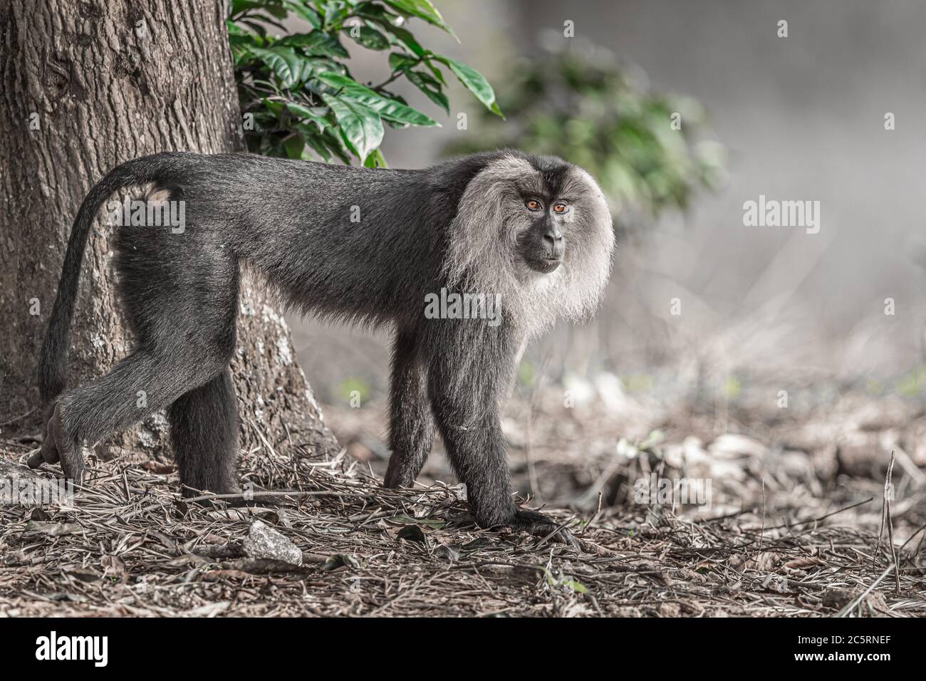 Macaco dalla coda di leone in albero immagini e fotografie stock ad ...