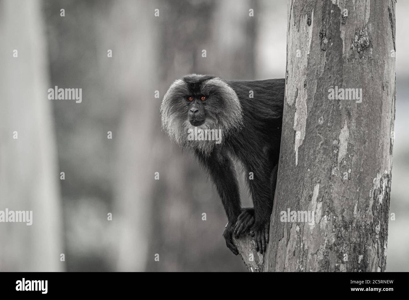 Macaco dalla coda di leone in albero immagini e fotografie stock ad ...
