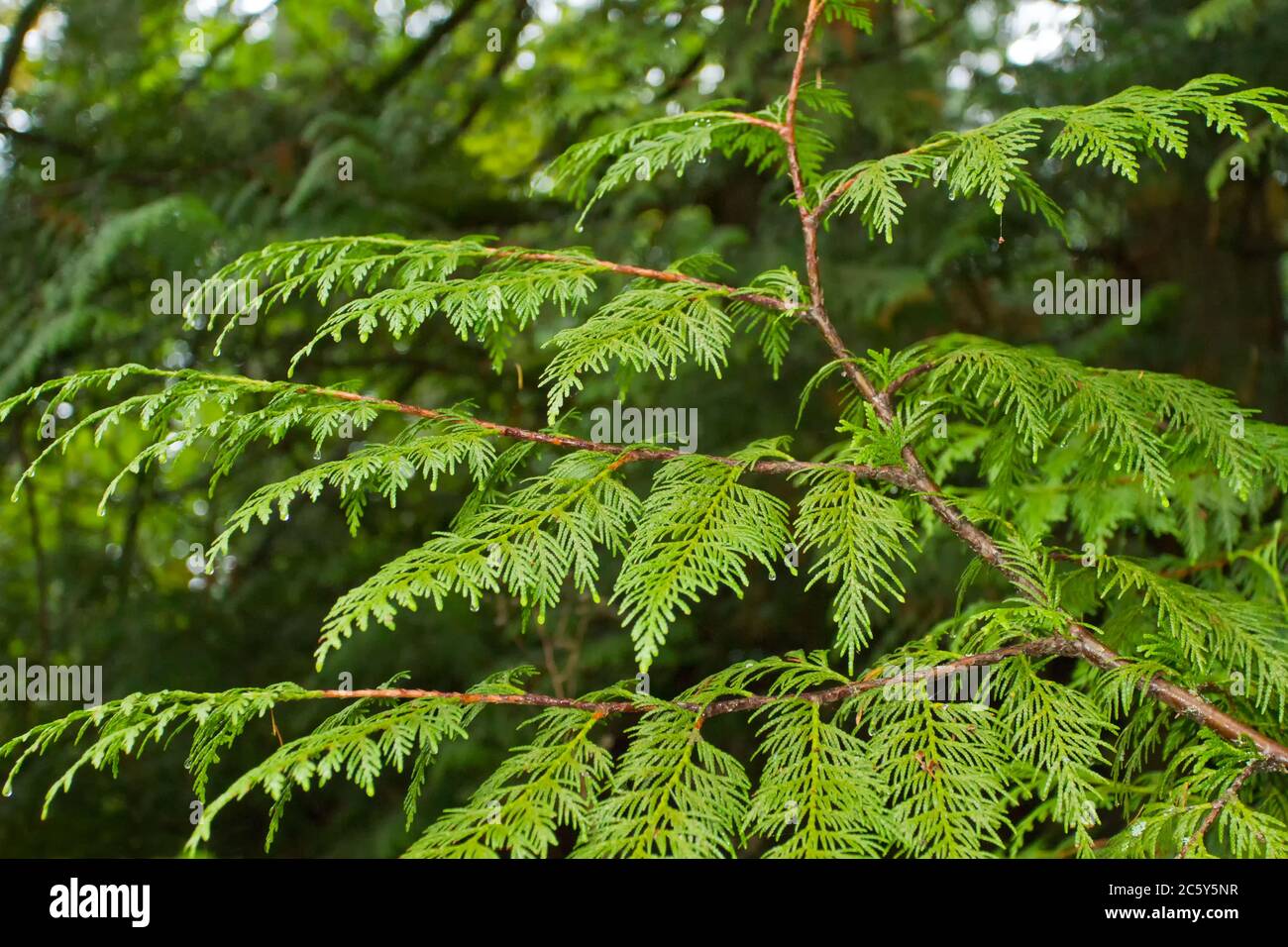 Pianta di cedro immagini e fotografie stock ad alta risoluzione - Alamy