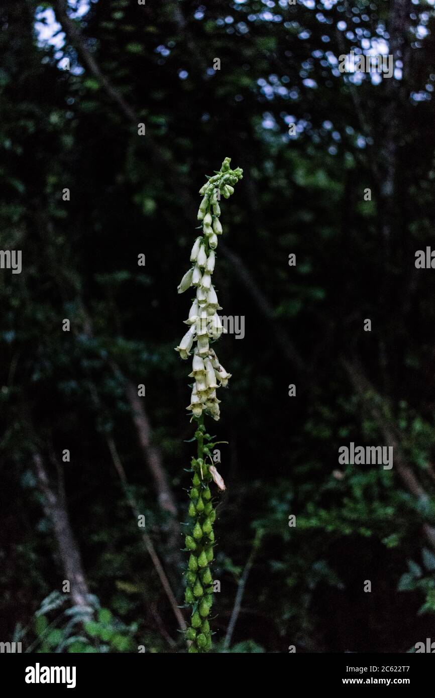 Tall plant immagini e fotografie stock ad alta risoluzione - Alamy